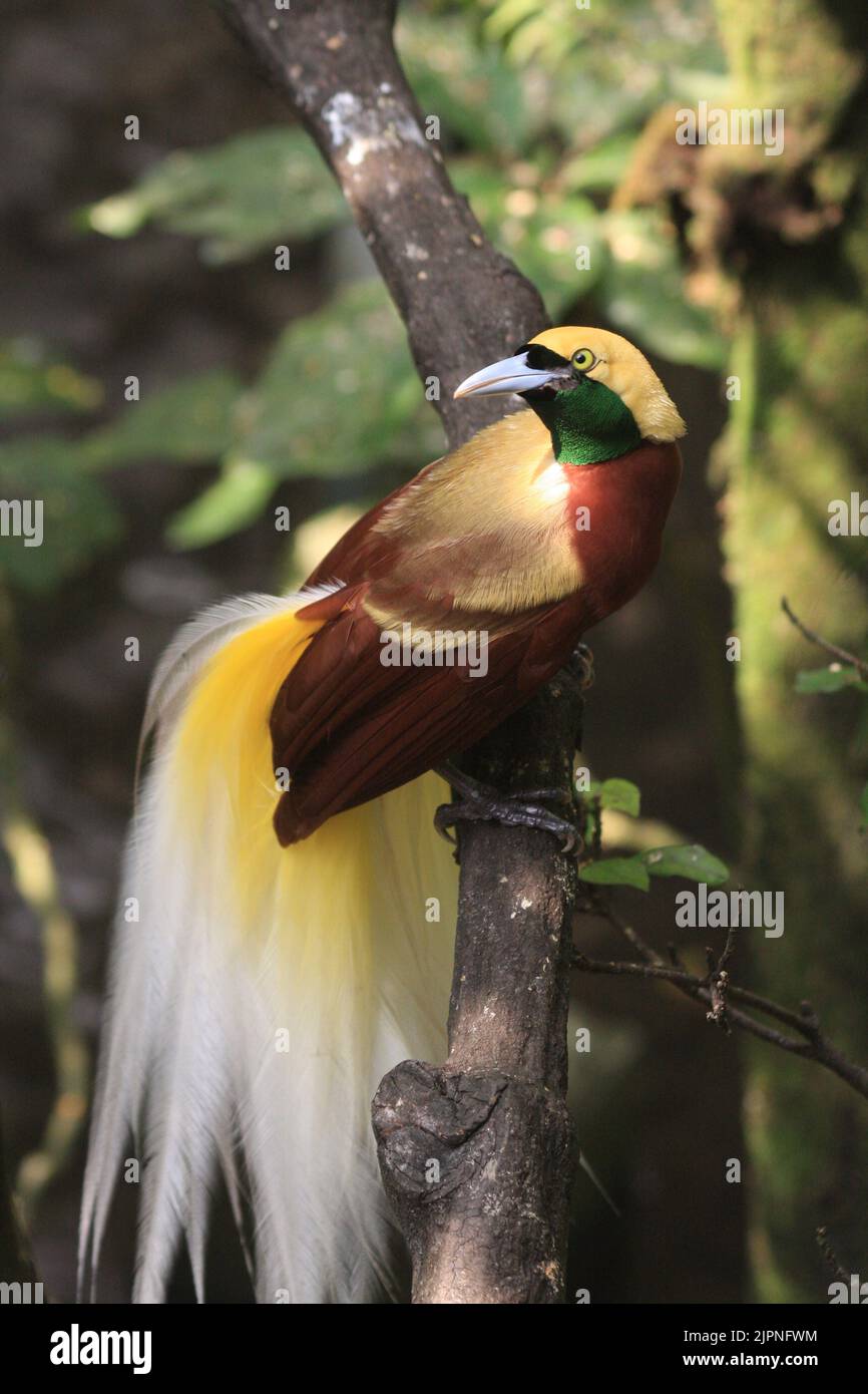 A vertical closeup of a lesser bird-of-paradise perched on a tree ...