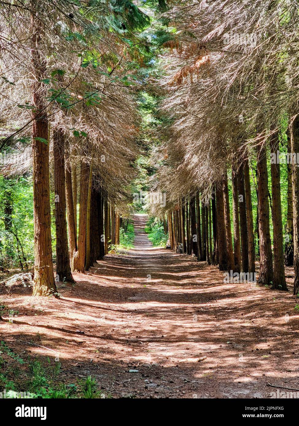 A vertical shot of a sunny pathway surrounded by tall trees in the ...