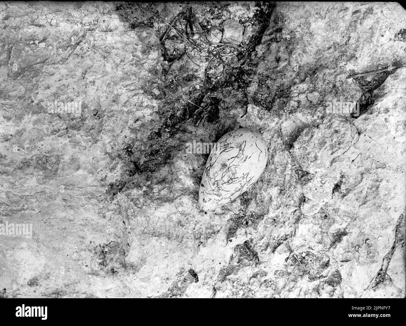 Stay of Spetsberg Grissel Bo av spetsbergsgrissla Stock Photo - Alamy