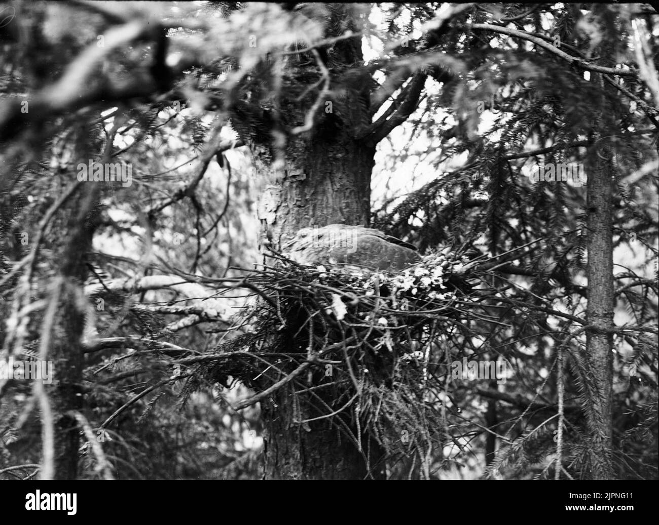 Swedish kids Black and White Stock Photos & Images - Alamy