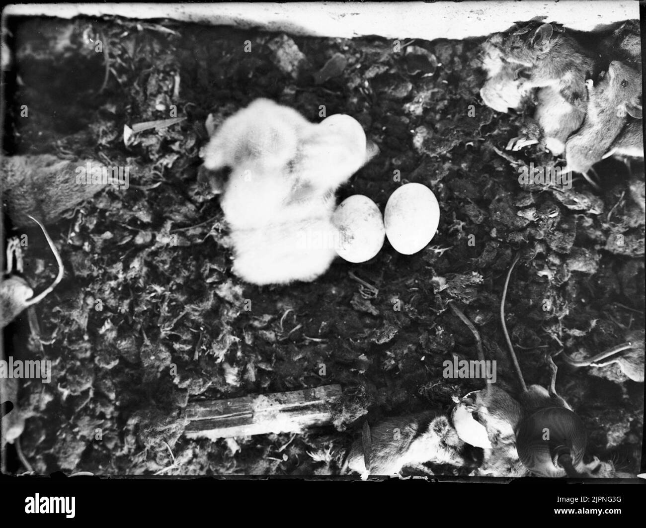 Tower owl Tornuggla Stock Photo - Alamy