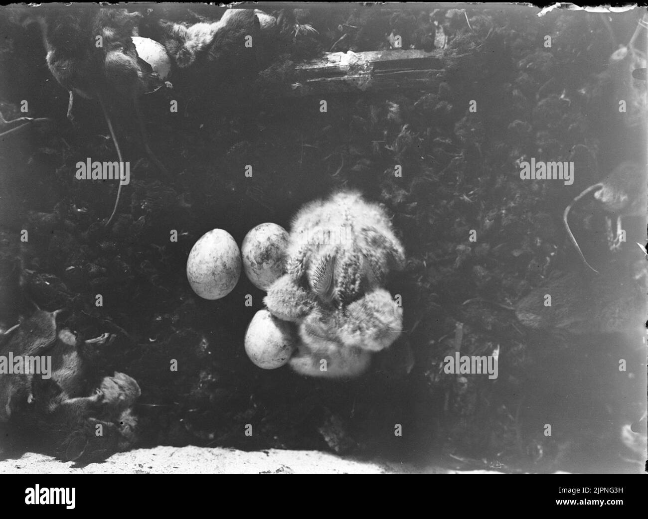 Owl tower Black and White Stock Photos & Images - Alamy