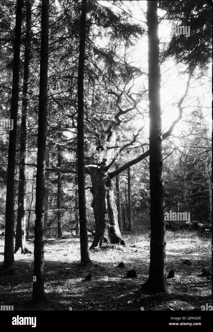 Forest caution Black and White Stock Photos & Images - Alamy