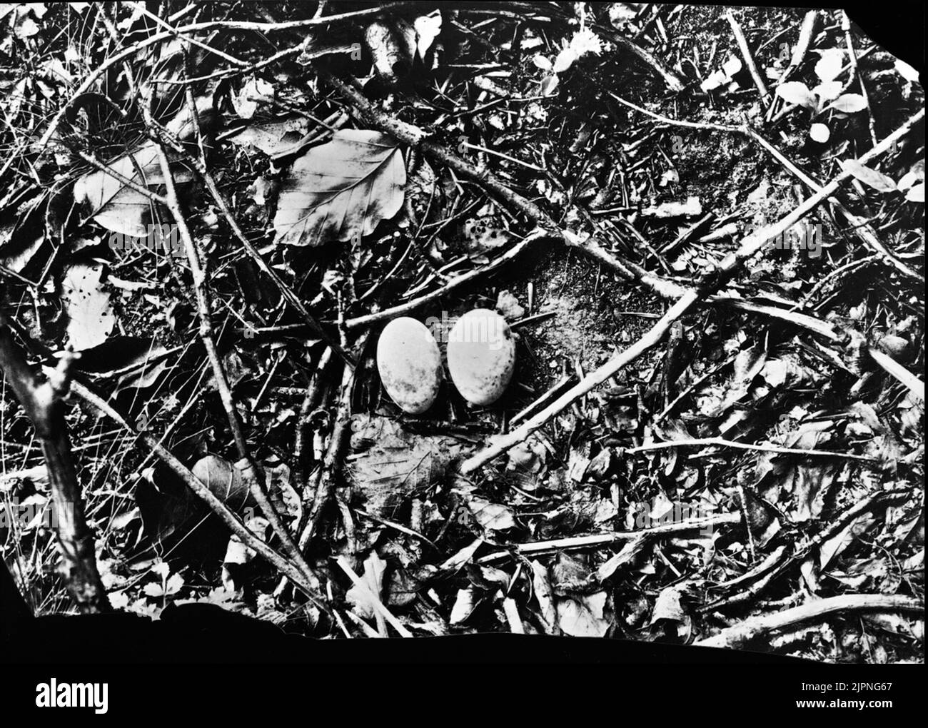 Stay of nightcare Bo av nattskärra Stock Photo - Alamy