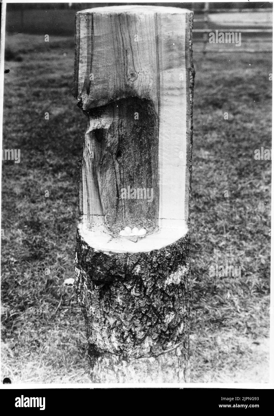 Stay of gray woodpecker Bo av gråspett Stock Photo - Alamy