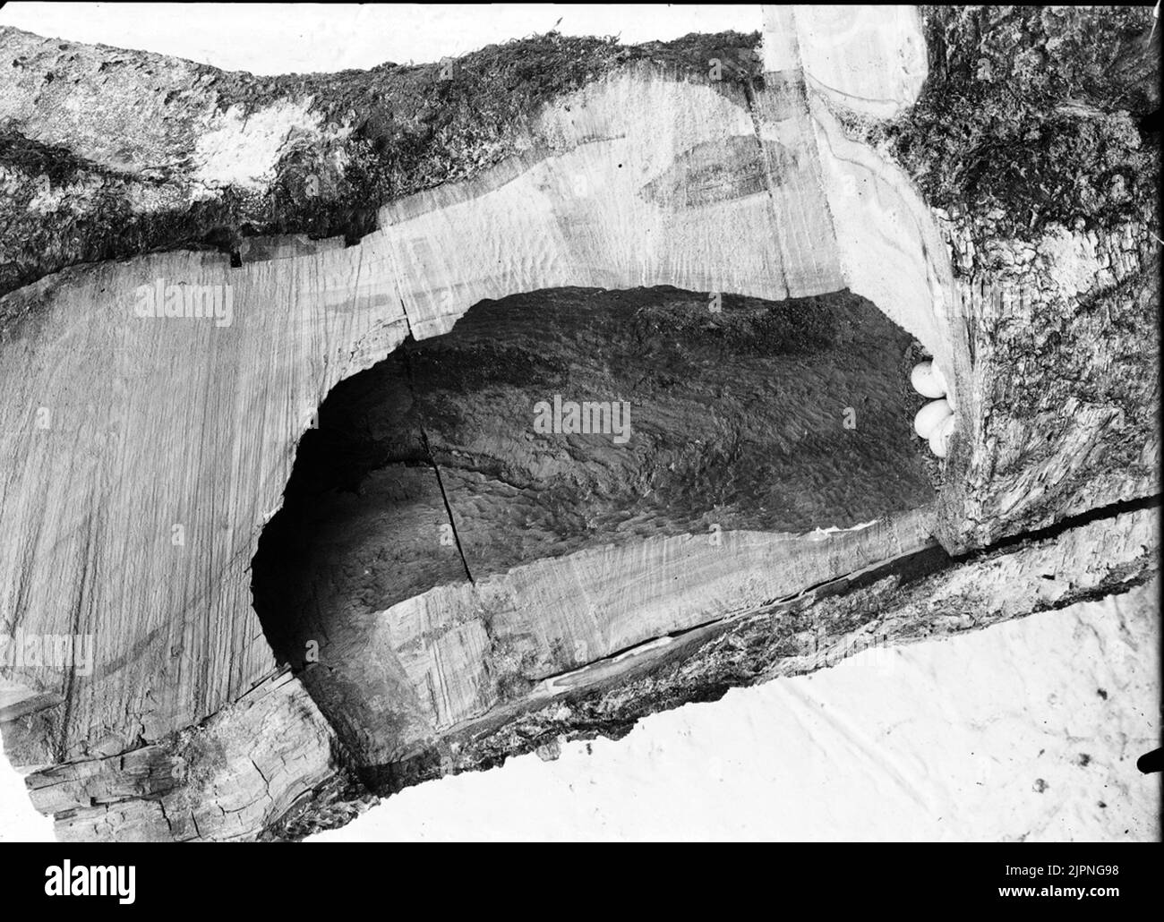 Stay of cub Bo av gröngöling Stock Photo - Alamy