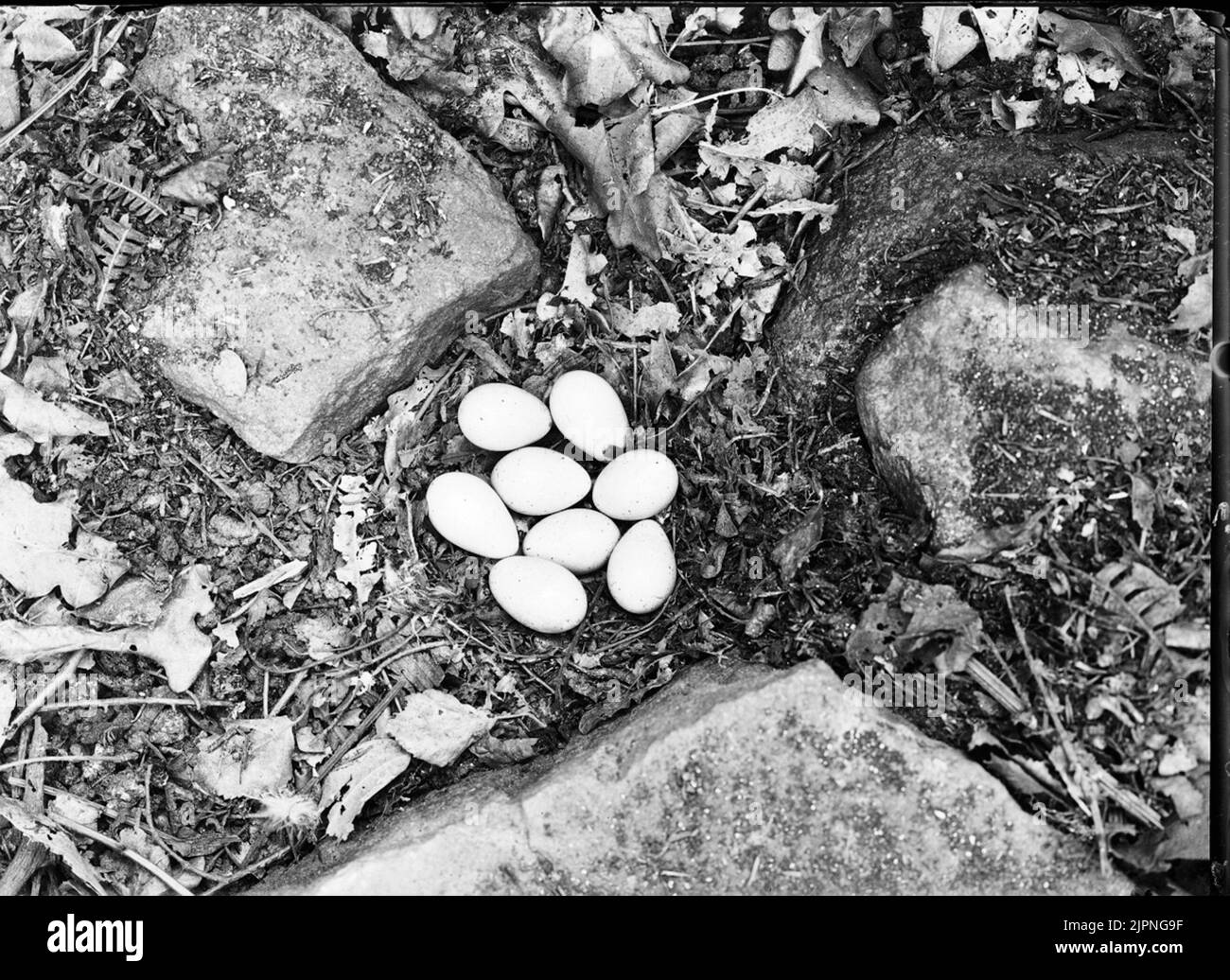 Bird restriction Black and White Stock Photos & Images - Alamy