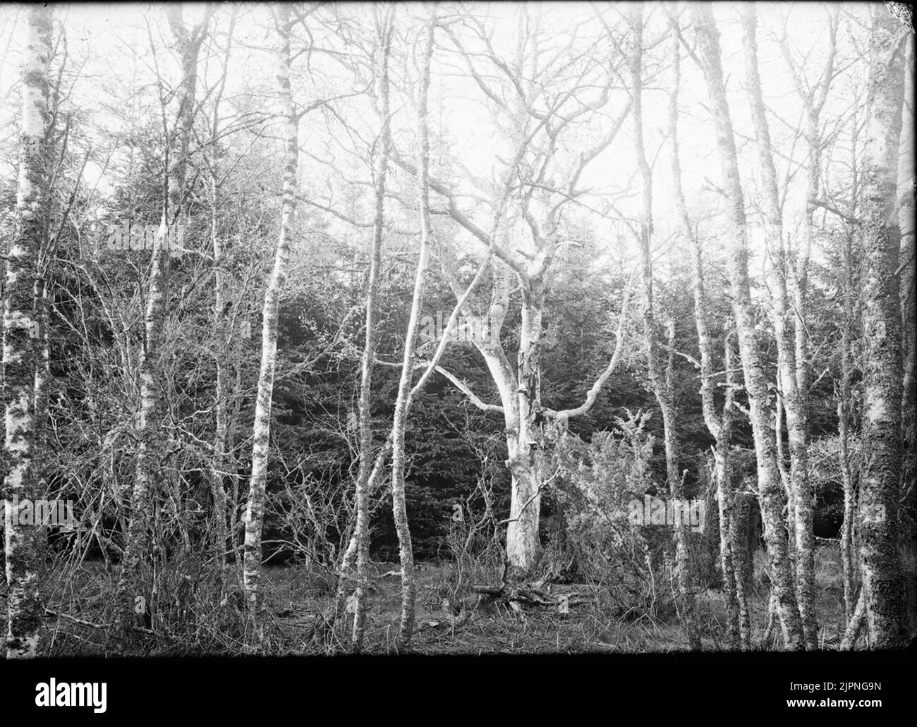 Avian shelter Black and White Stock Photos & Images - Alamy