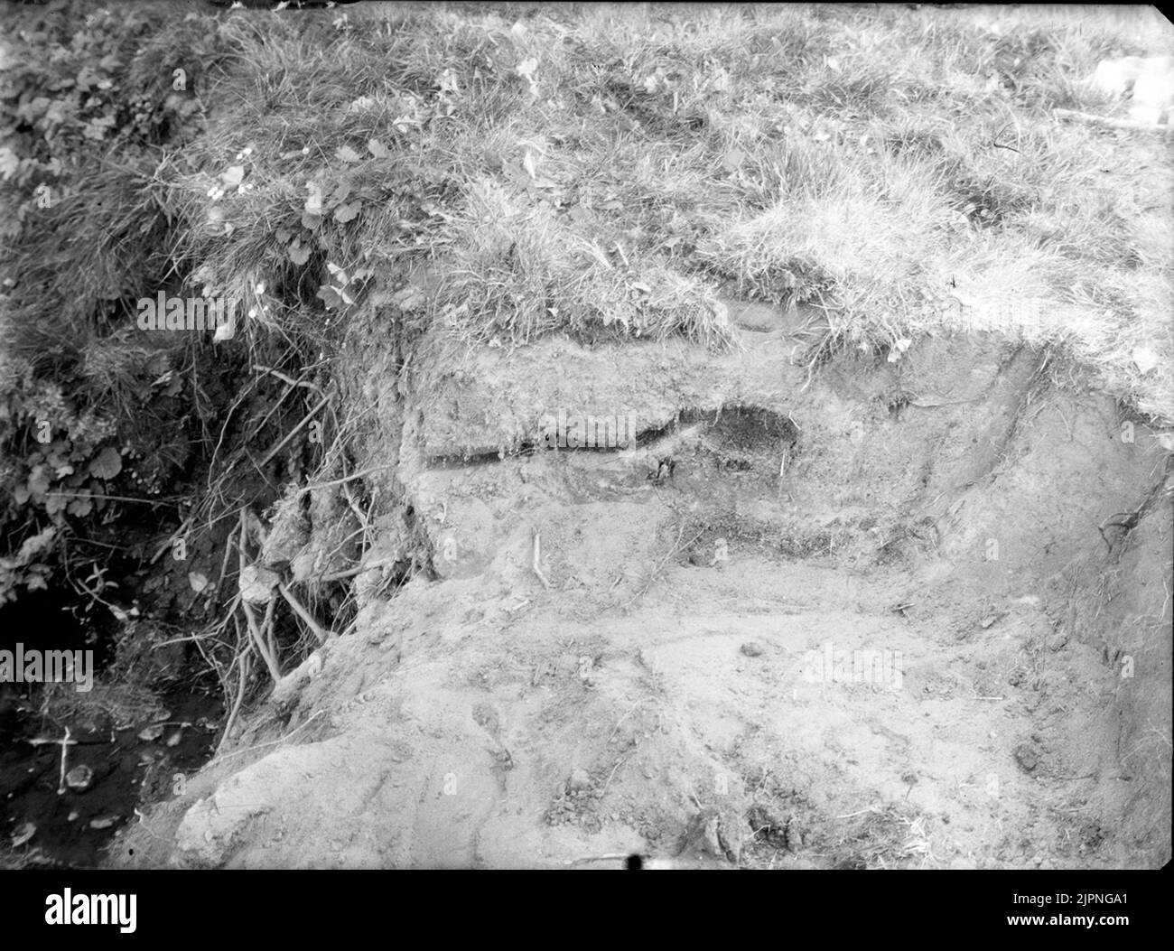Kingfisher fauna Black and White Stock Photos & Images - Alamy