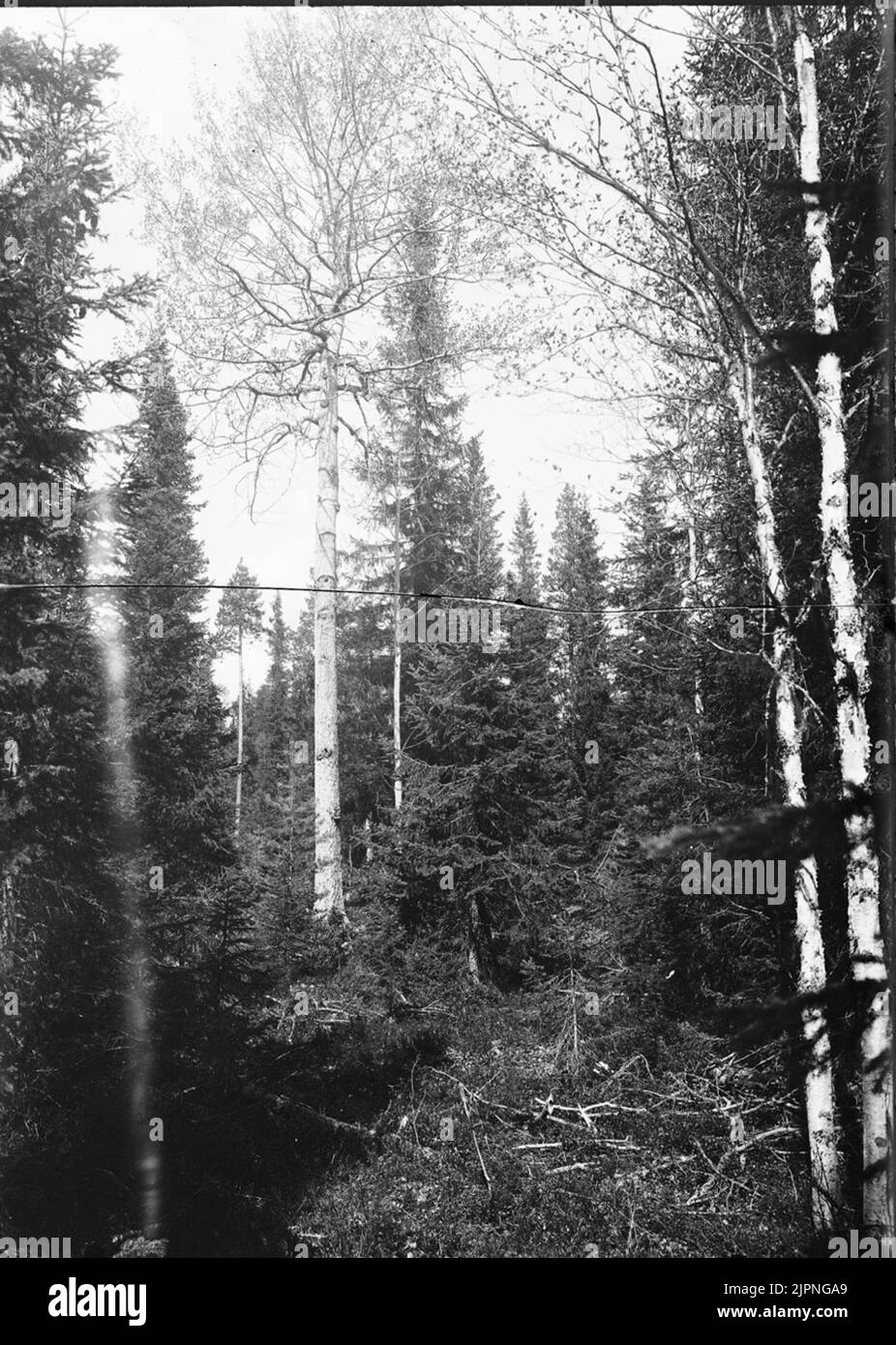 Stay of gray woodpecker Bo av gråspett Stock Photo - Alamy