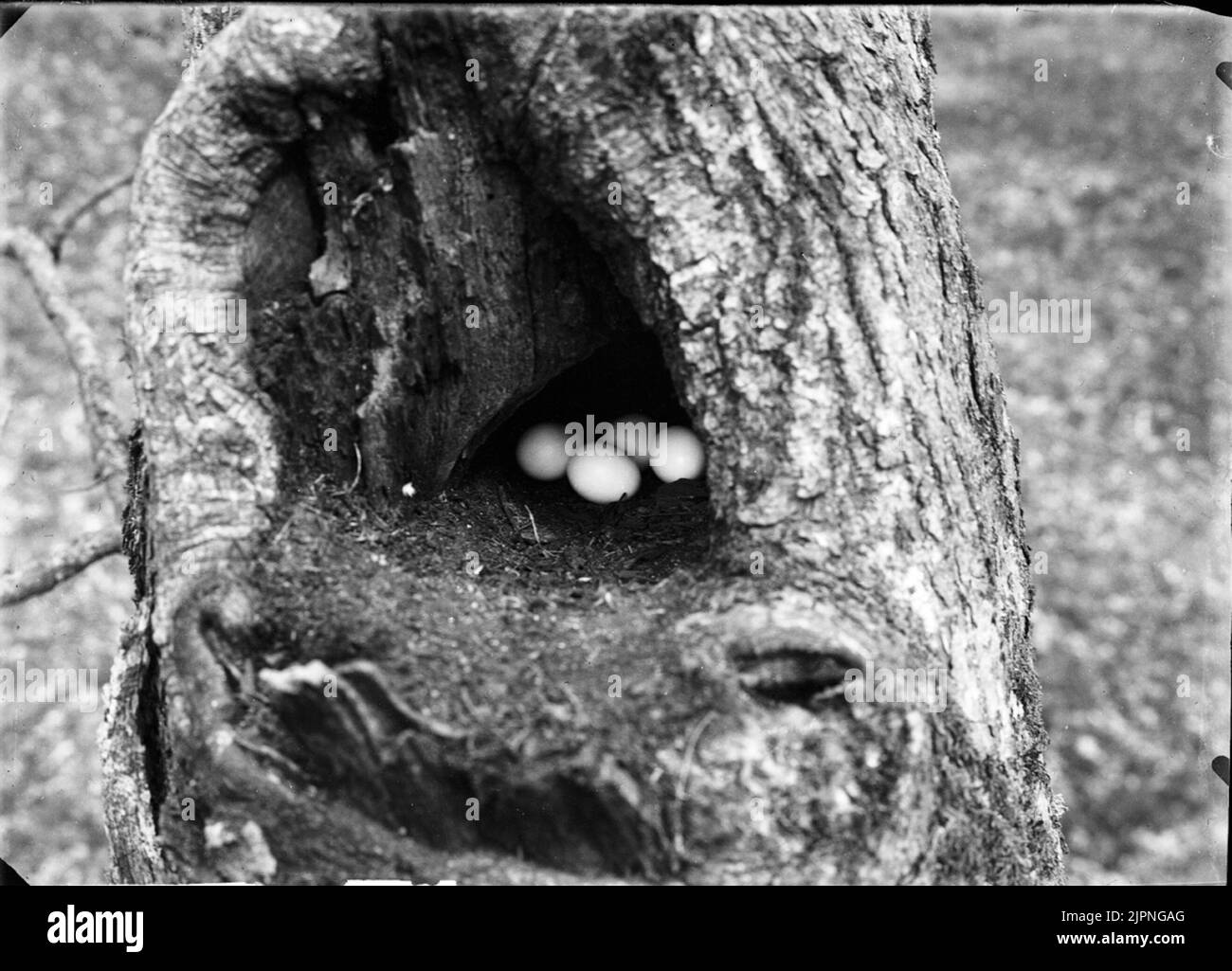 Bot tree for blue -rimmed Boträd för blåkråka Stock Photo - Alamy