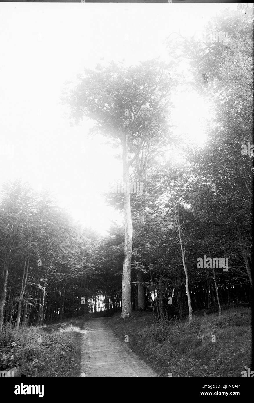 Biotop Black and White Stock Photos & Images - Alamy