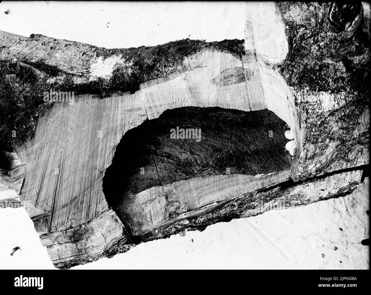 Stay of cub Bo av gröngöling Stock Photo - Alamy