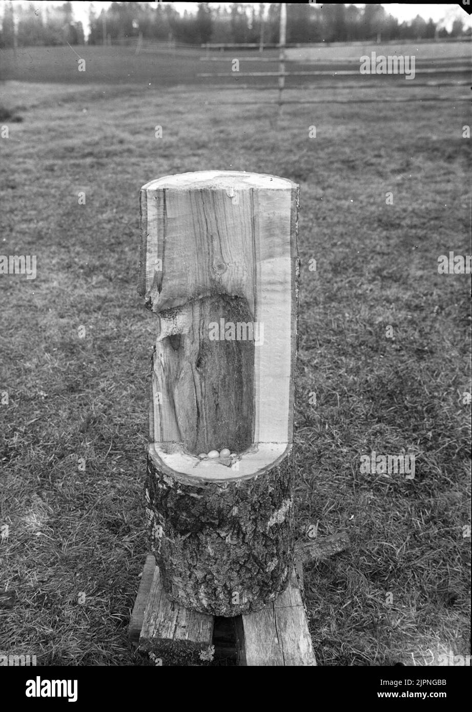 Stay of gray woodpecker Bo av gråspett Stock Photo - Alamy