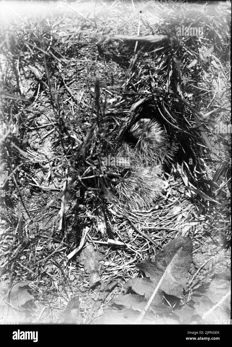 Singing nature Black and White Stock Photos & Images - Alamy