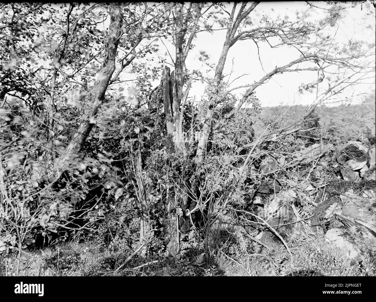 Cuckoo in tree Black and White Stock Photos & Images - Alamy