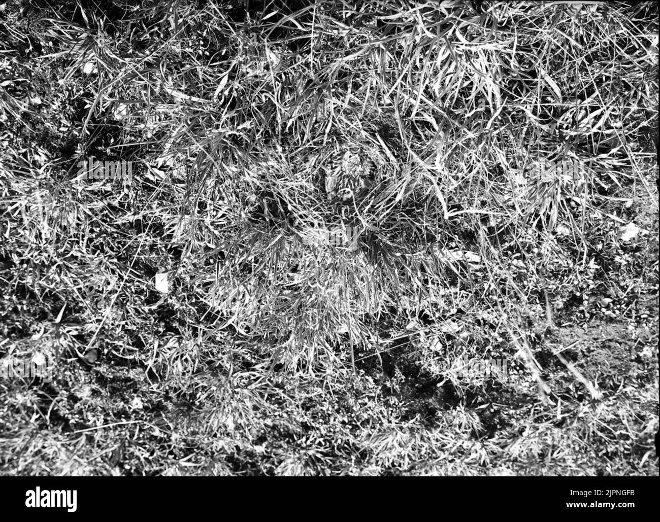 Songbird tree Black and White Stock Photos & Images - Alamy