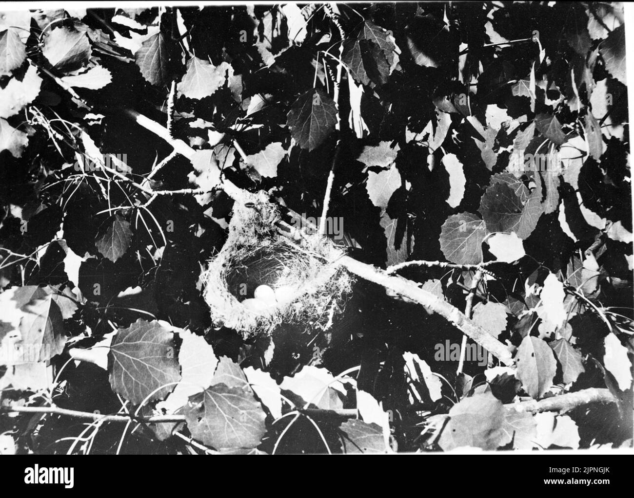 Summer stay Black and White Stock Photos & Images - Alamy