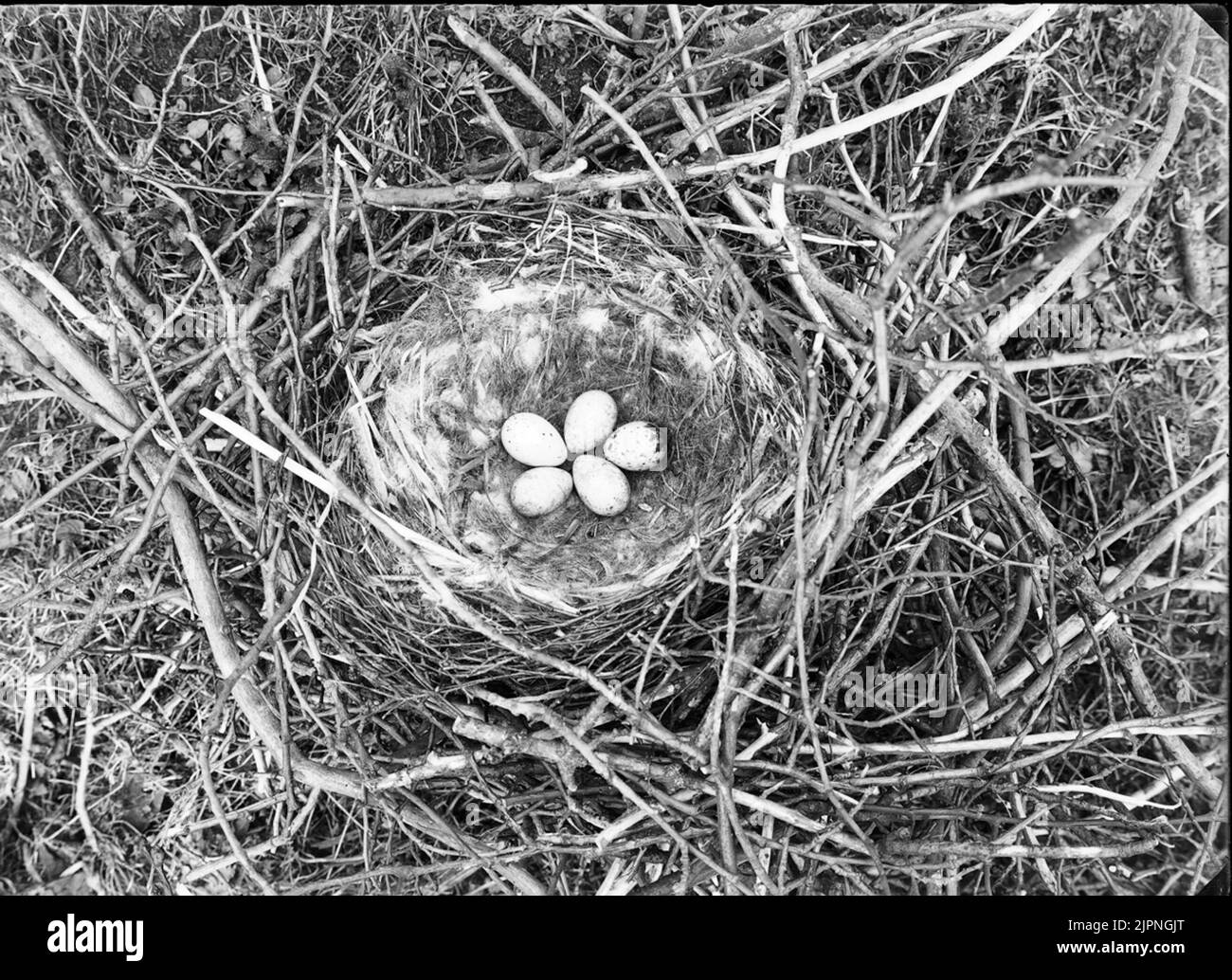 Stay of crow Bo av kråka Stock Photo - Alamy
