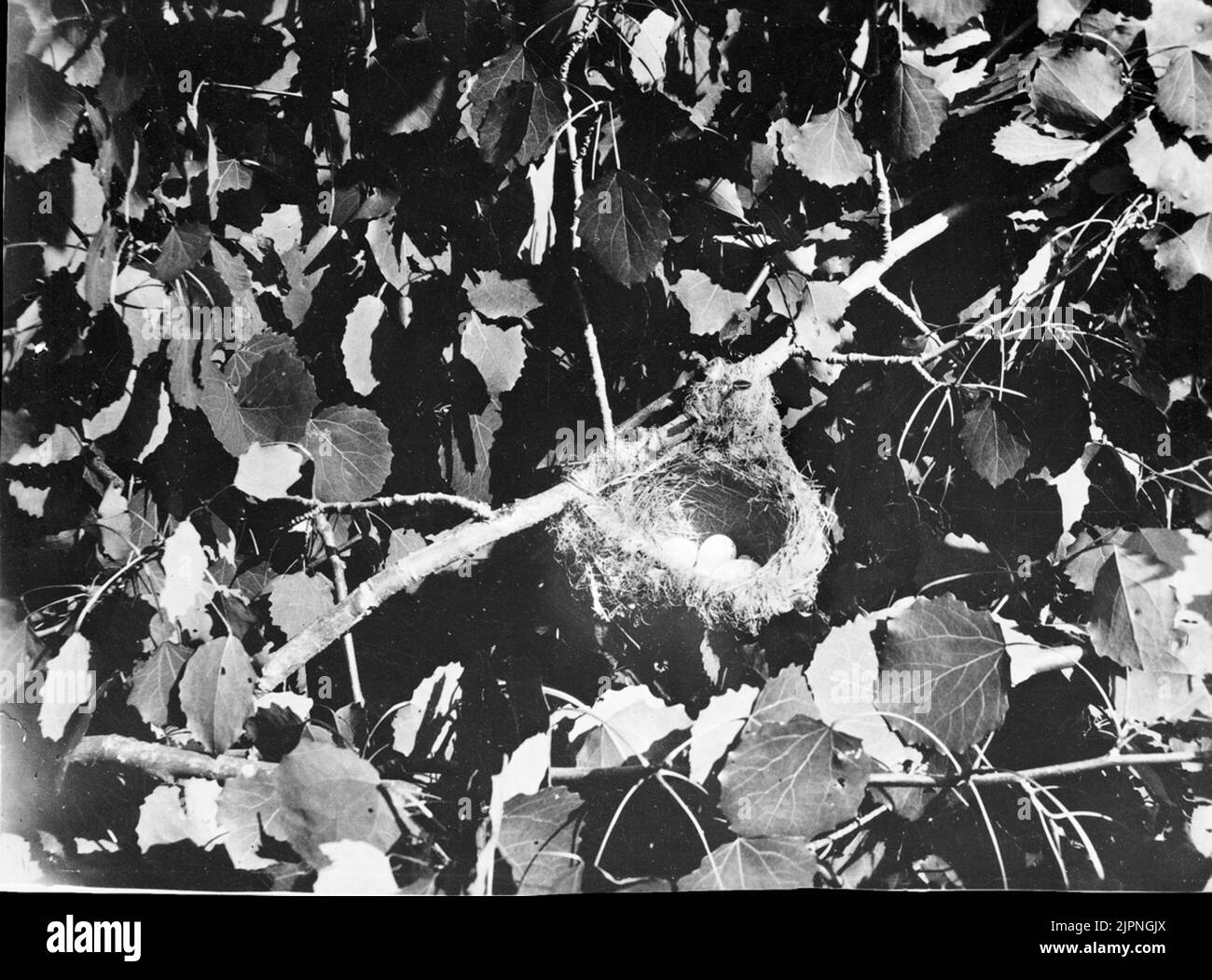 Stay of summer gill Bo av sommargylling Stock Photo - Alamy