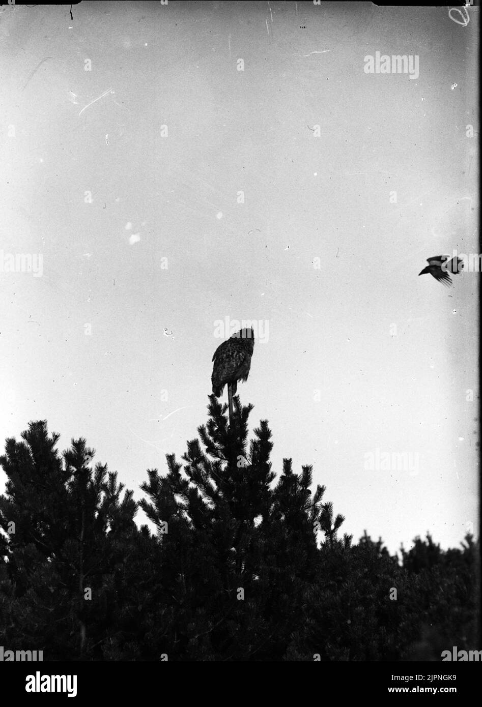 Crow and uv Kråka och uv Stock Photo - Alamy