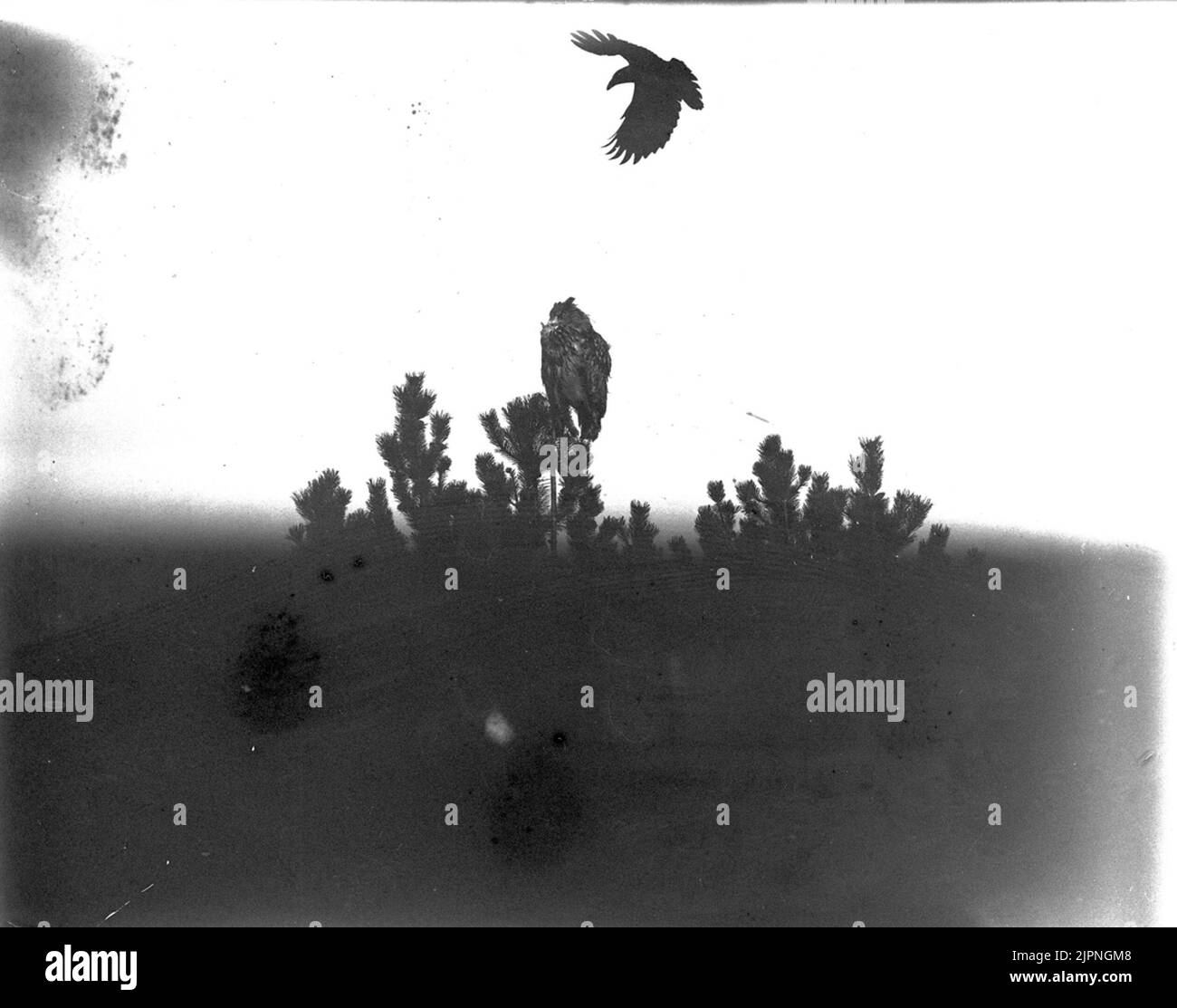 Crow and sparrow hawk against UV Kråka och sparvhök mot uv Stock Photo ...