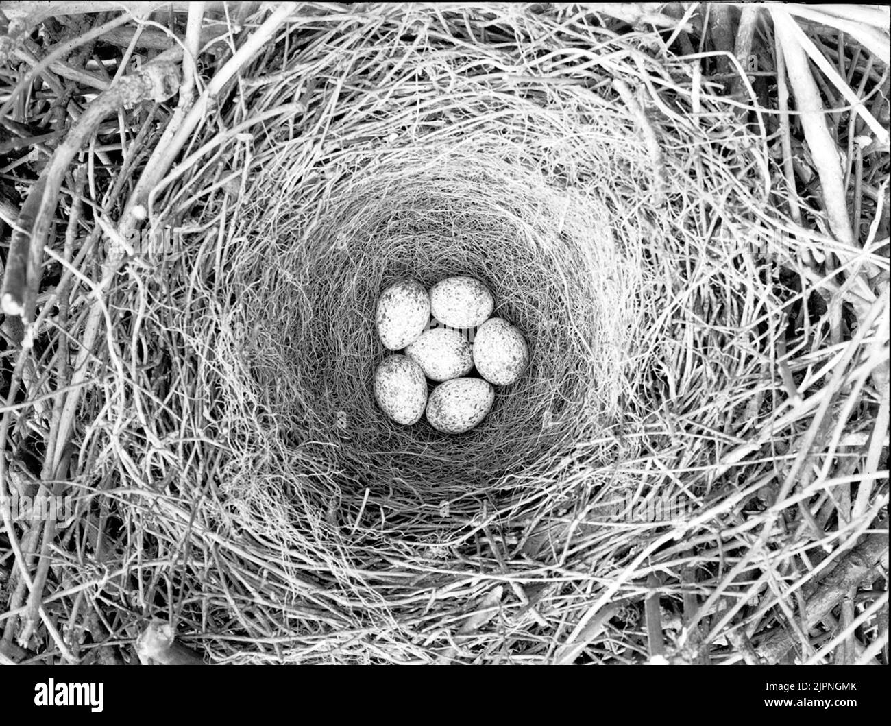 View into nature Black and White Stock Photos & Images - Alamy