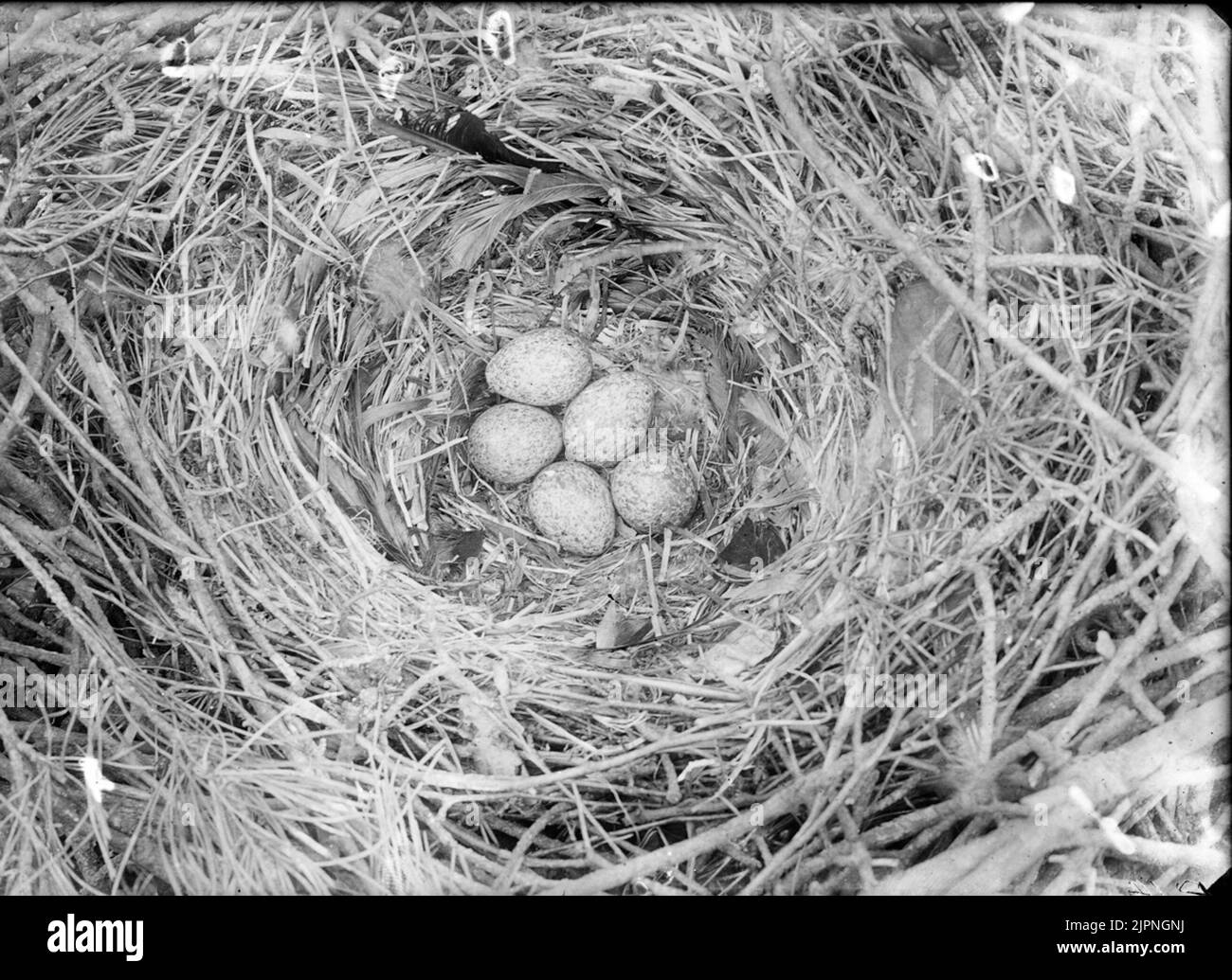 Stay by Fåka Bo av råka Stock Photo - Alamy