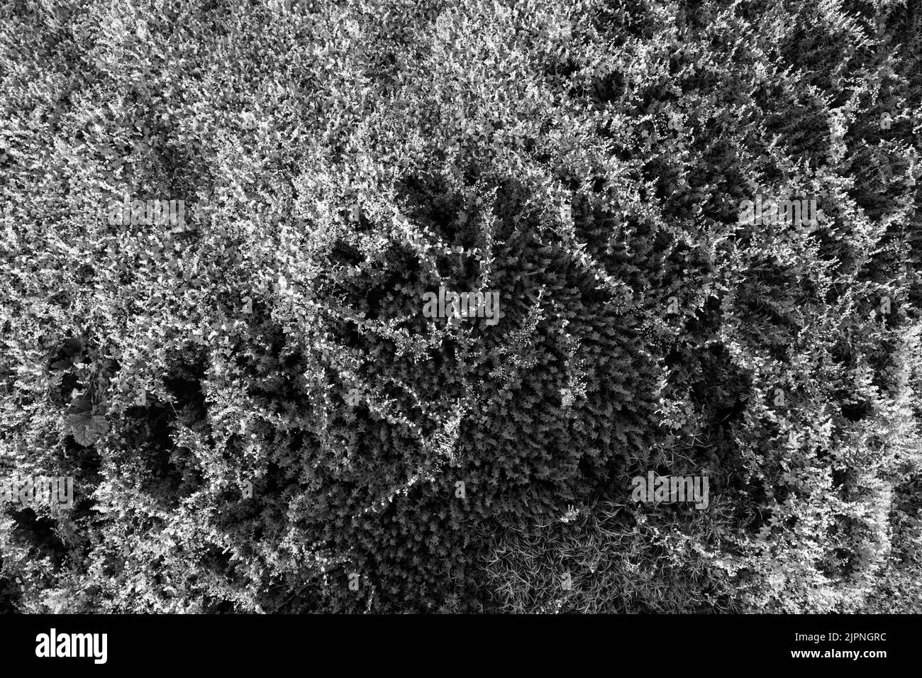 Vegetable texture background from above black white Stock Photo - Alamy