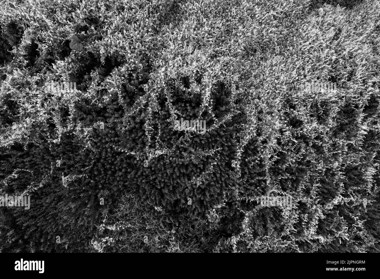 Vegetable texture background from above black white Stock Photo - Alamy
