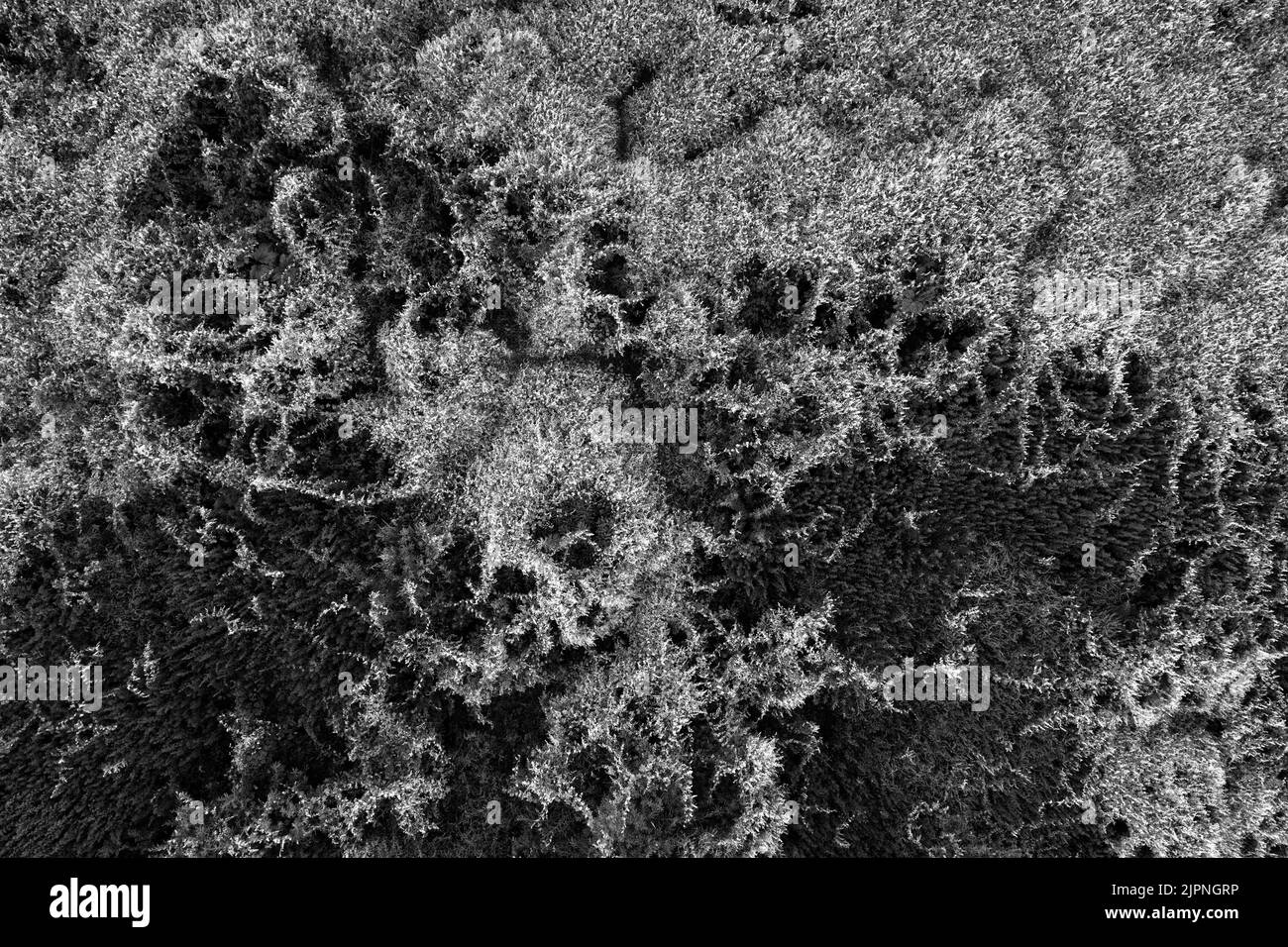 Vegetable texture background from above black white Stock Photo - Alamy