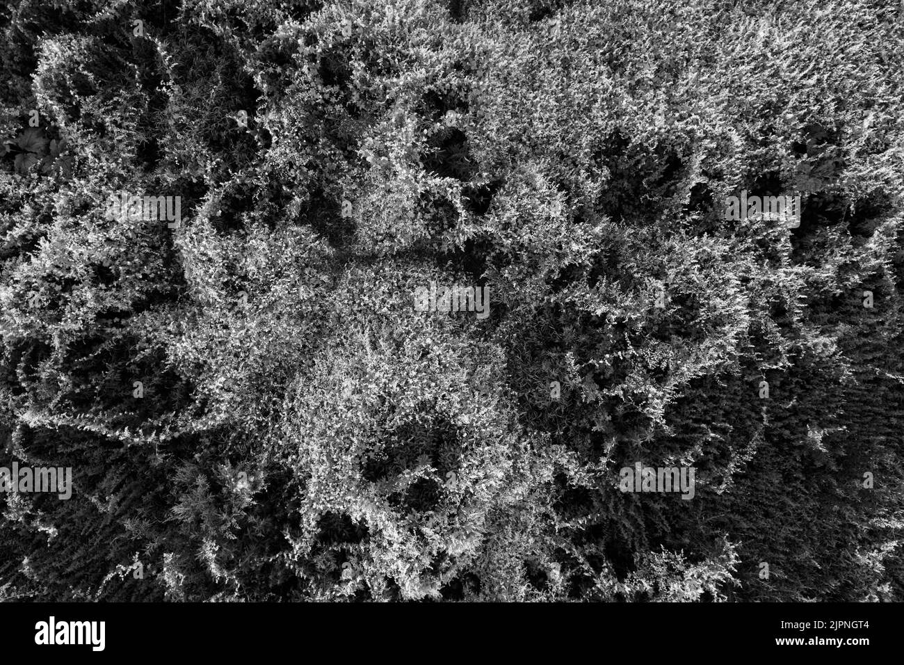 Vegetable texture background from above black white Stock Photo - Alamy