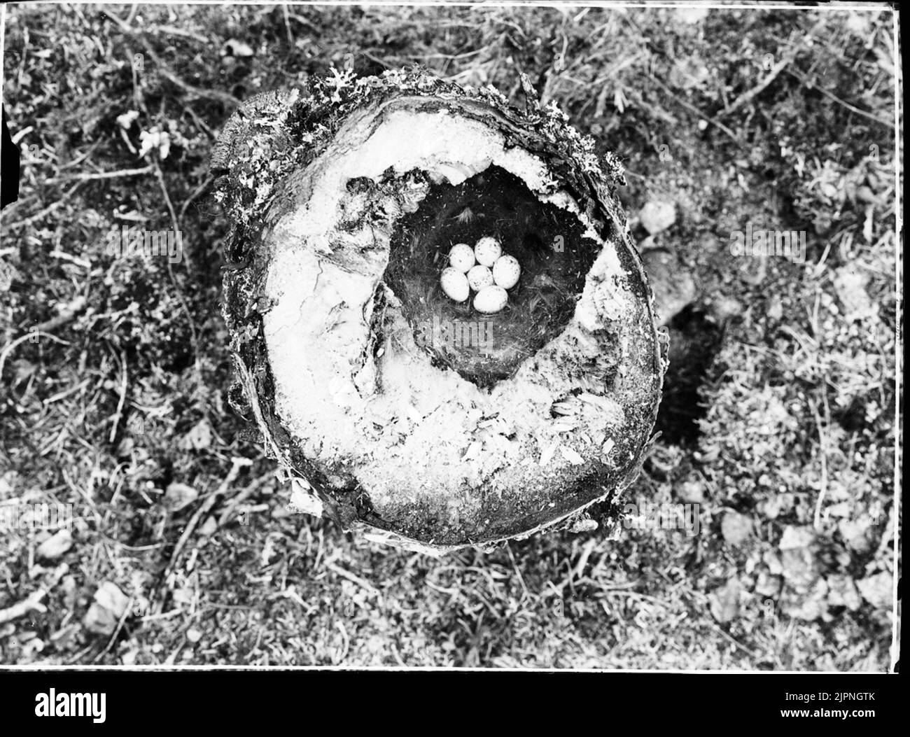 Stay of patches Bo av lappmes Stock Photo - Alamy