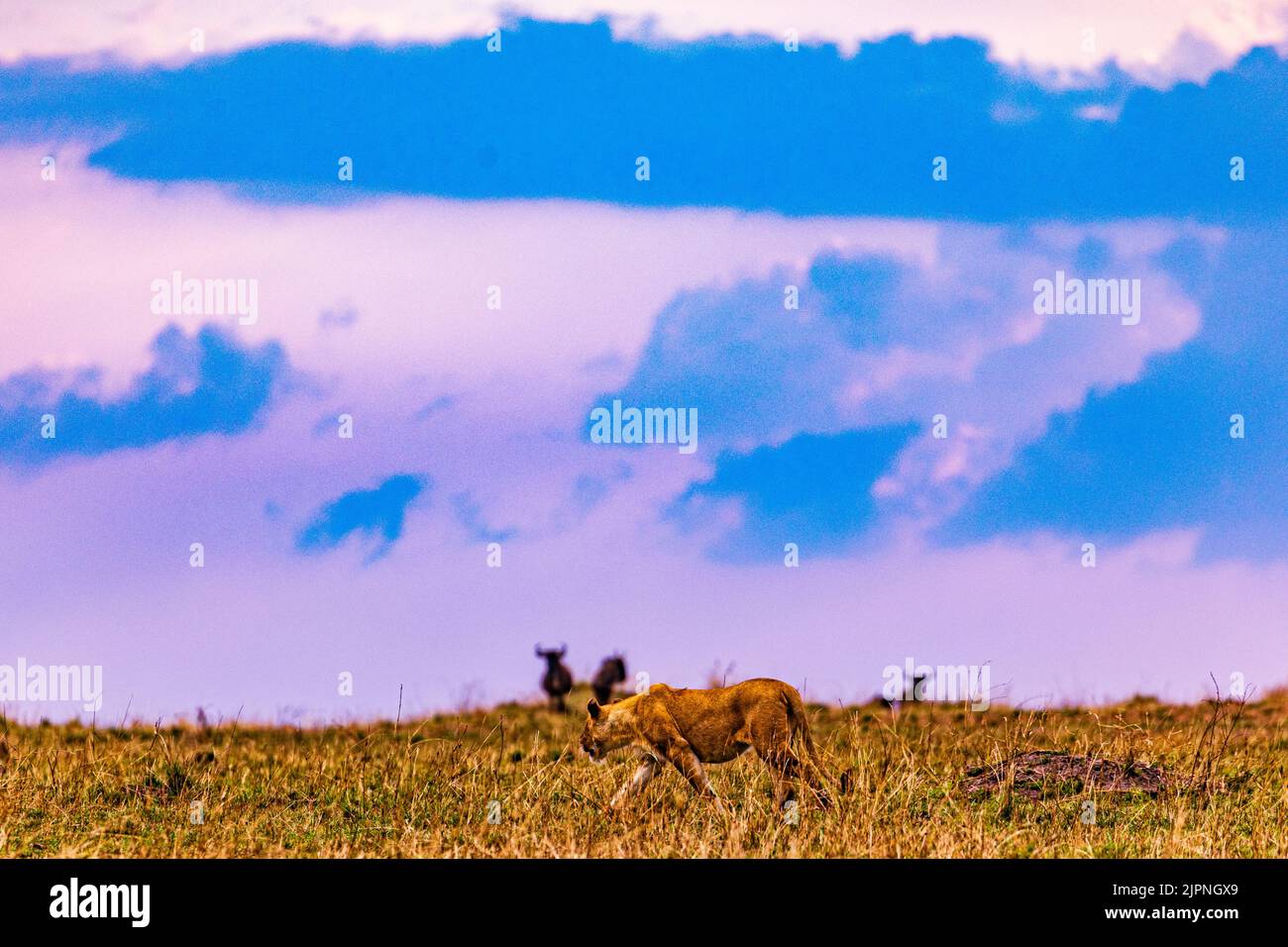 The lion is a large cat of the genus Panthera, native to Africa and ...