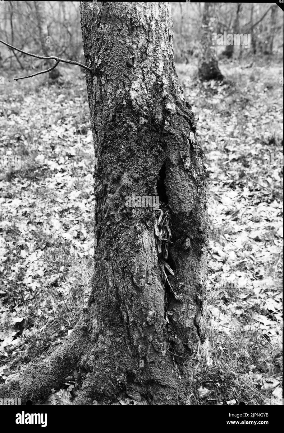Tree cavity nesting Black and White Stock Photos & Images - Alamy