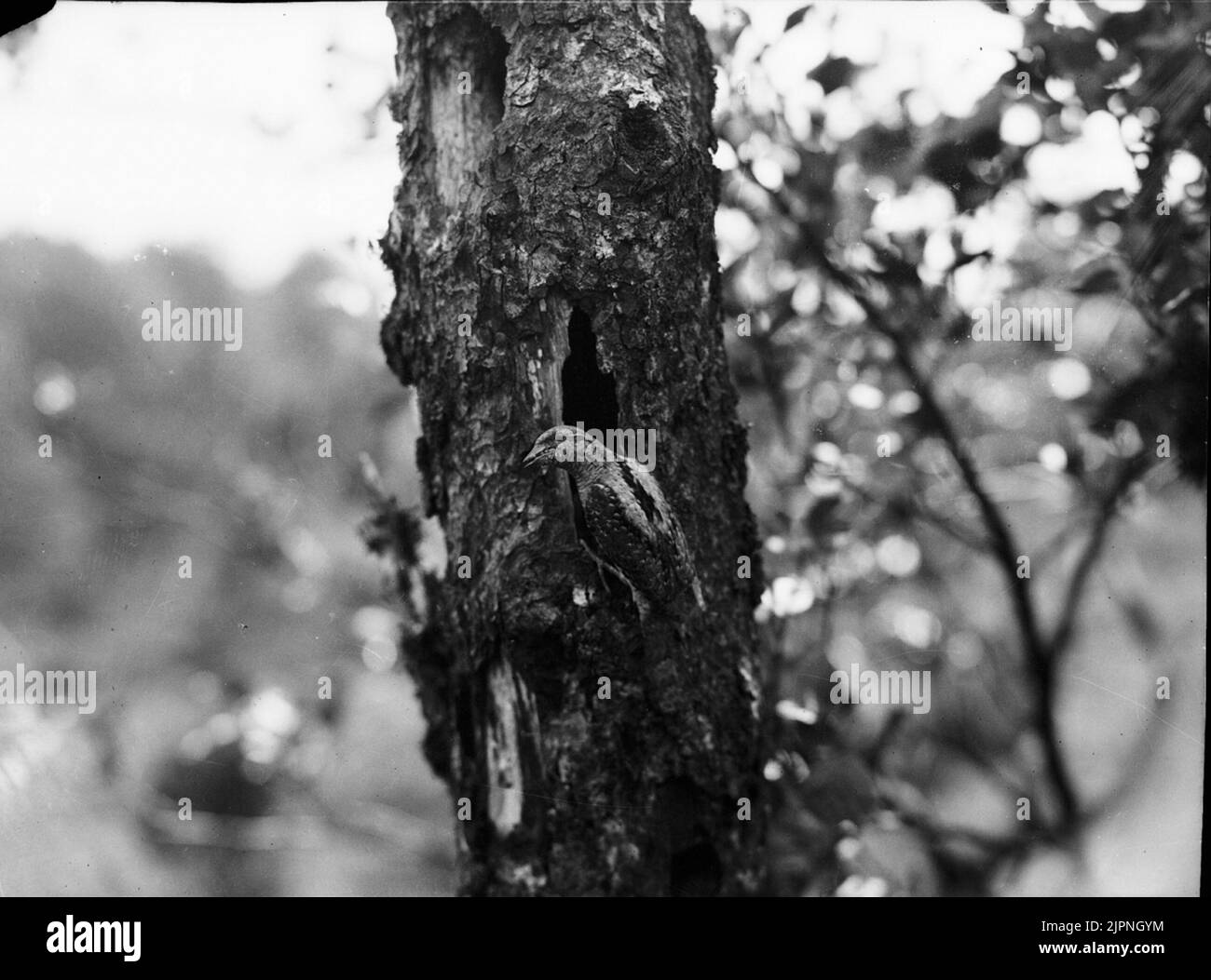 Bird nest tree hole Black and White Stock Photos & Images - Alamy