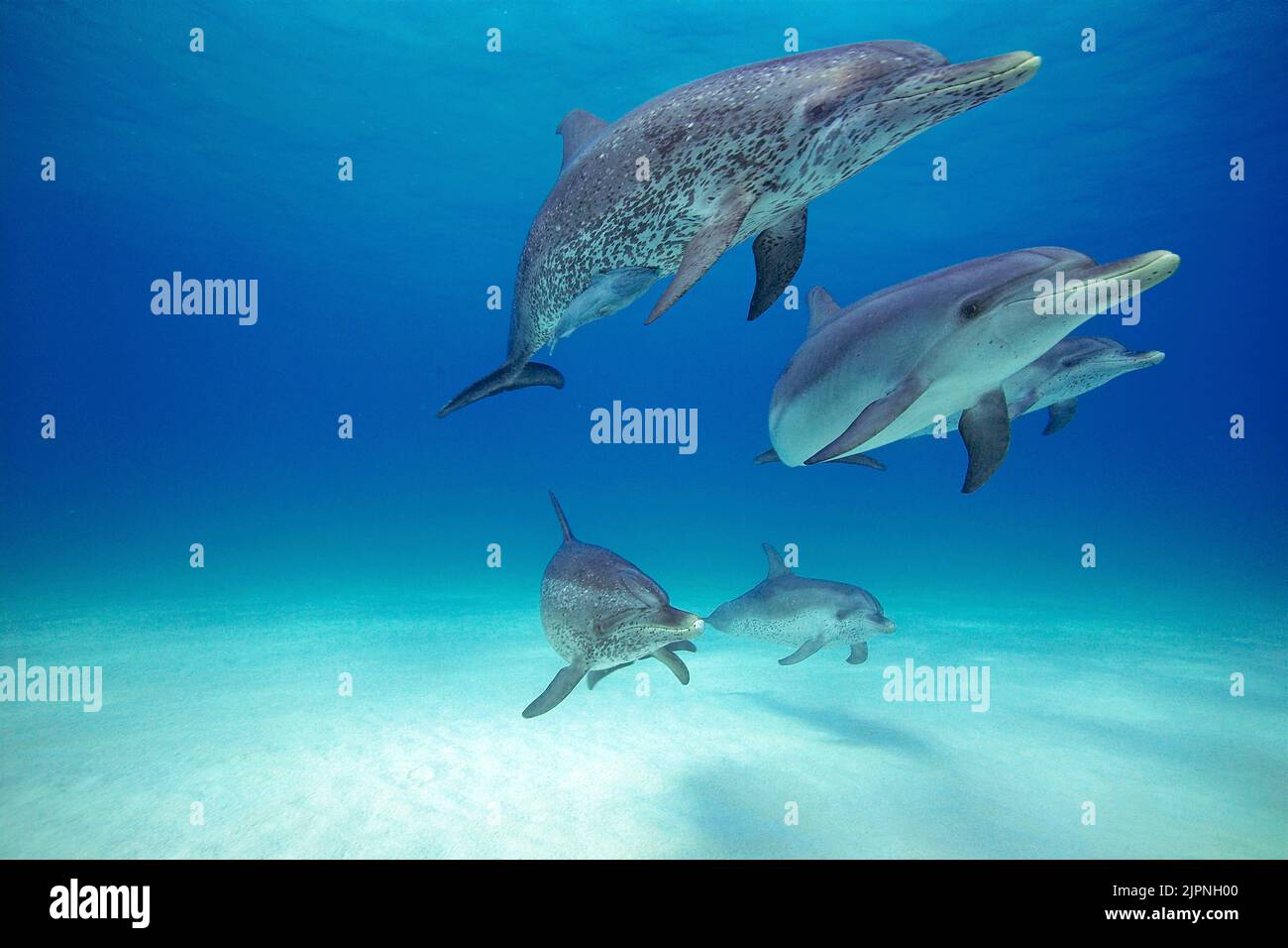 Atlantic spotted dolphins (Stenella frontalis), Grand Bahama, Bahamas ...