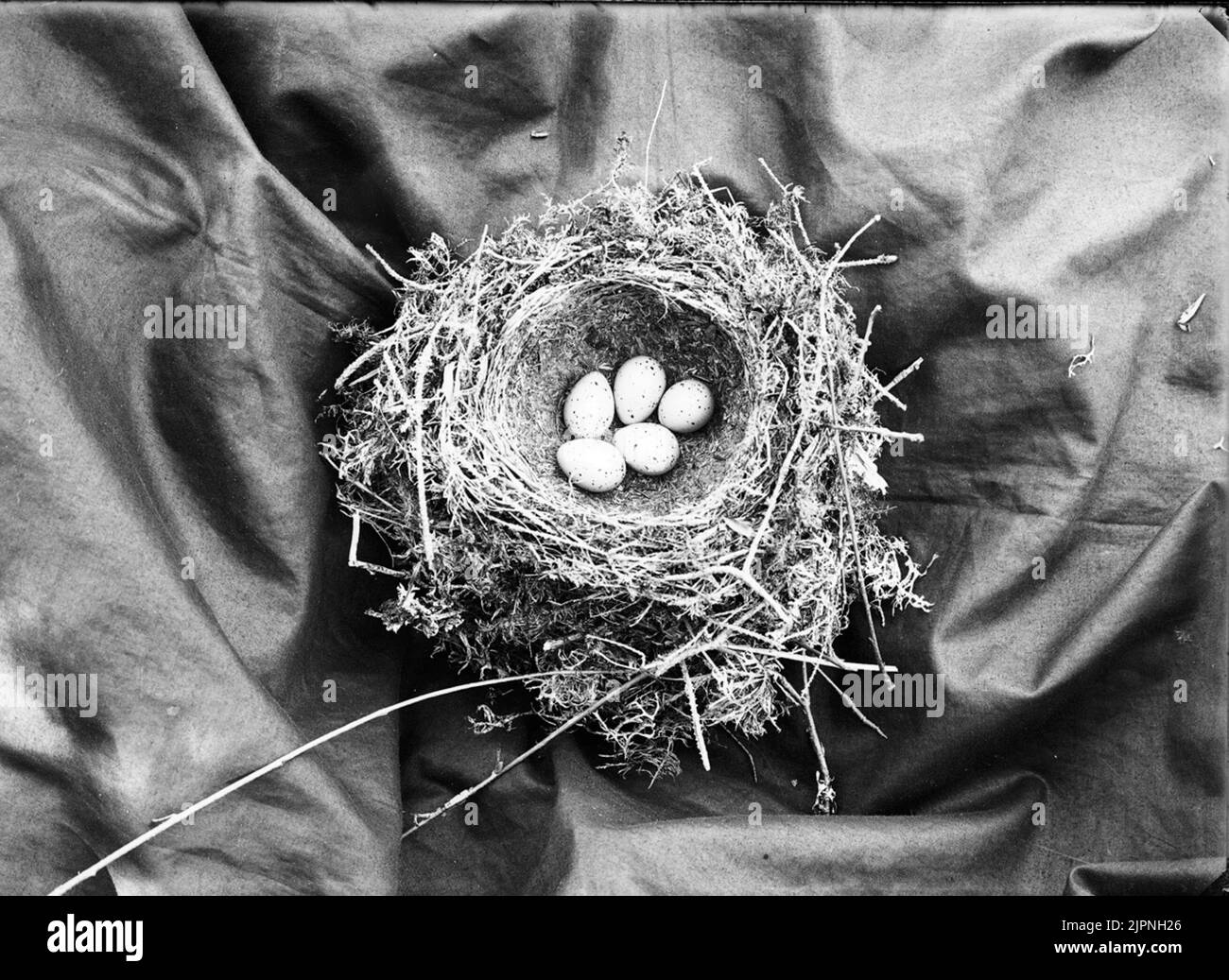 Stay of red wing Bo av rödvingetrast Stock Photo - Alamy