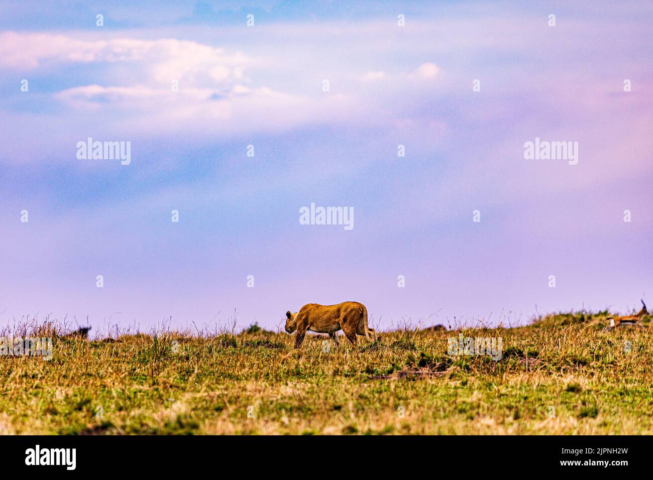 The lion is a large cat of the genus Panthera, native to Africa and ...