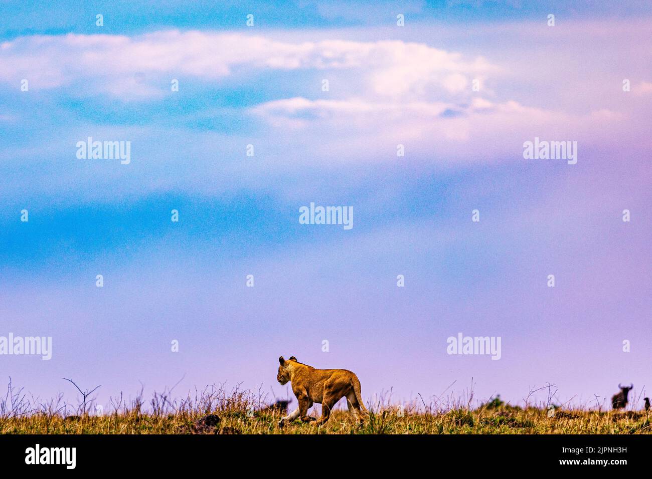 The lion is a large cat of the genus Panthera, native to Africa and ...