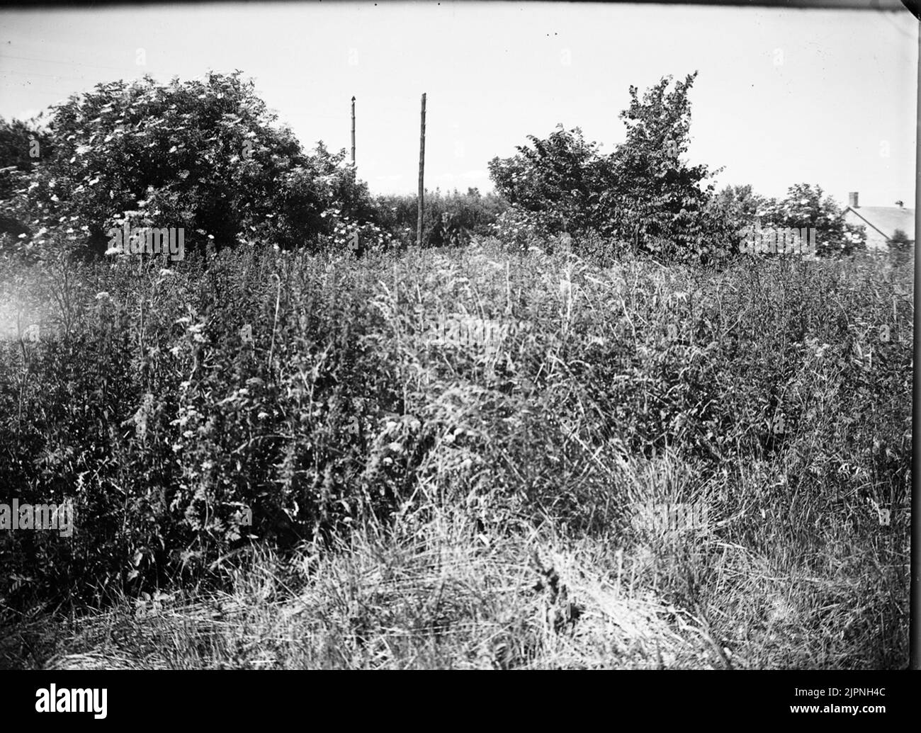 Wildlife habitat hedge Black and White Stock Photos & Images - Alamy