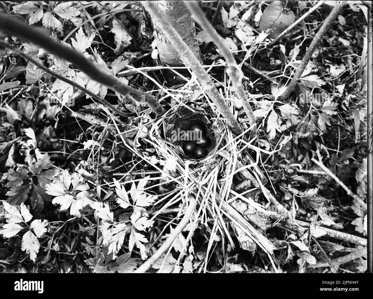 Voice of the nightingale hi-res stock photography and images - Alamy