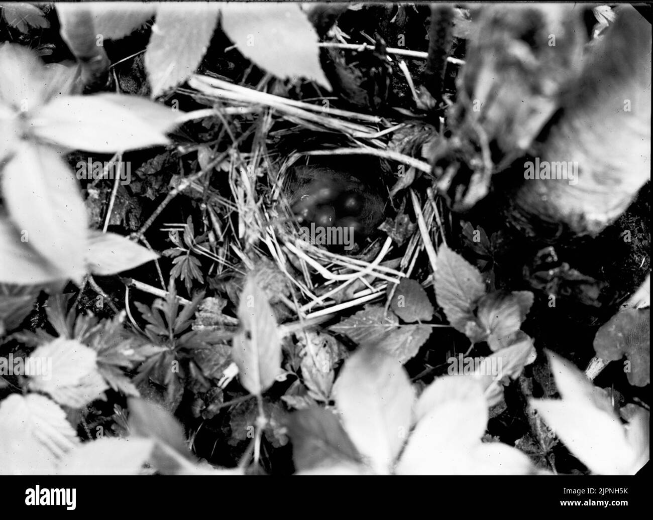 Stay by nightingale Bo av näktergal Stock Photo - Alamy