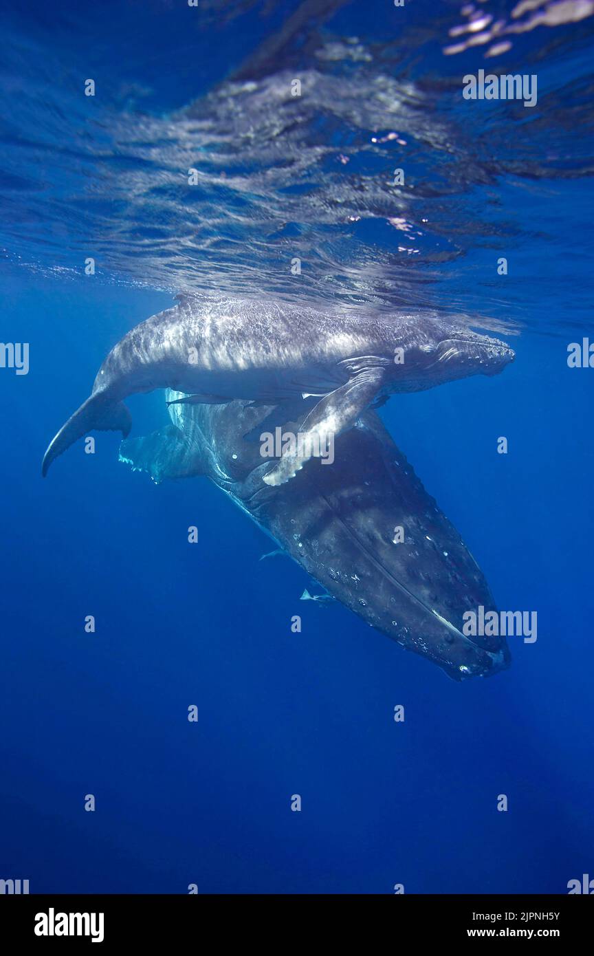 Dominican republic whales hi-res stock photography and images - Alamy