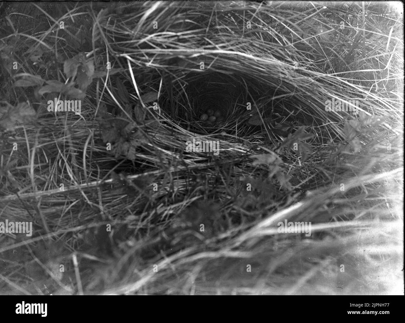 Stay by grasshoppers Bo av gräshoppsångare Stock Photo - Alamy