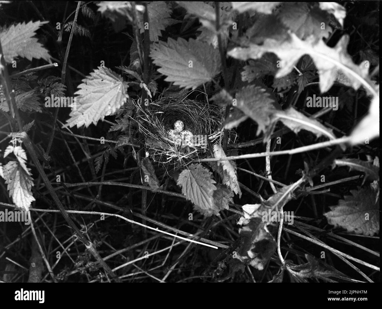 Marsh singer Black and White Stock Photos & Images - Alamy