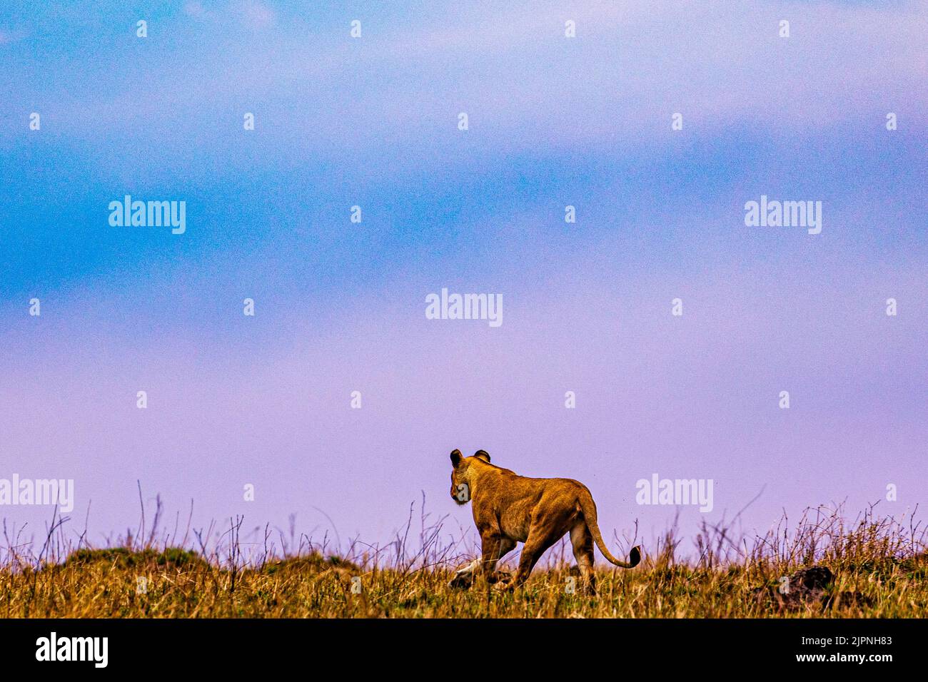 The lion is a large cat of the genus Panthera, native to Africa and ...