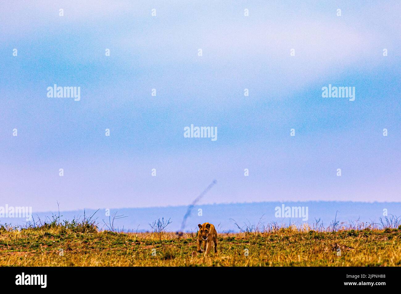 The lion is a large cat of the genus Panthera, native to Africa and ...