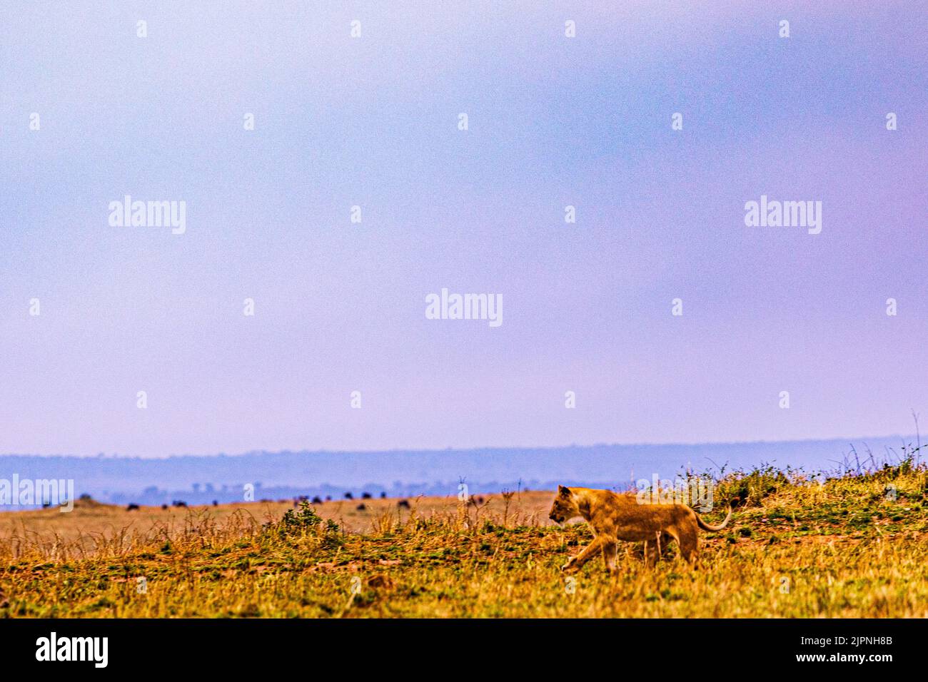 The lion is a large cat of the genus Panthera, native to Africa and ...