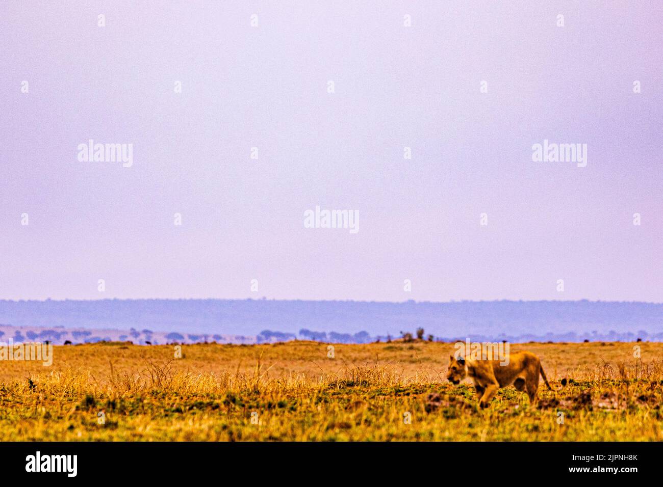 The lion is a large cat of the genus Panthera, native to Africa and ...